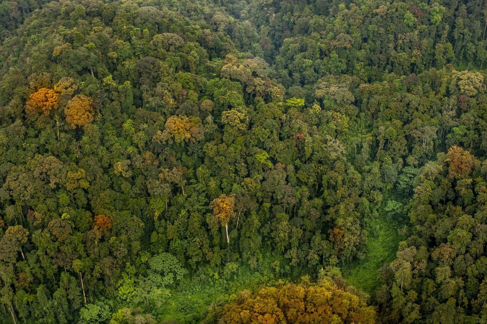 Rwanda’s Nyungwe National Park Inscribed in UNESCO’s World Heritage ...